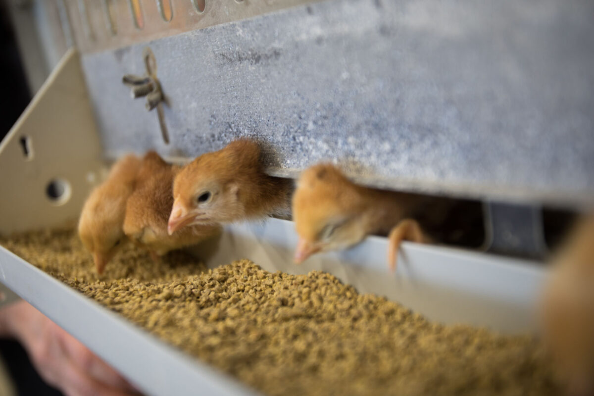 While now legal in Ogden, rogue chickens still fly under the city’s ...